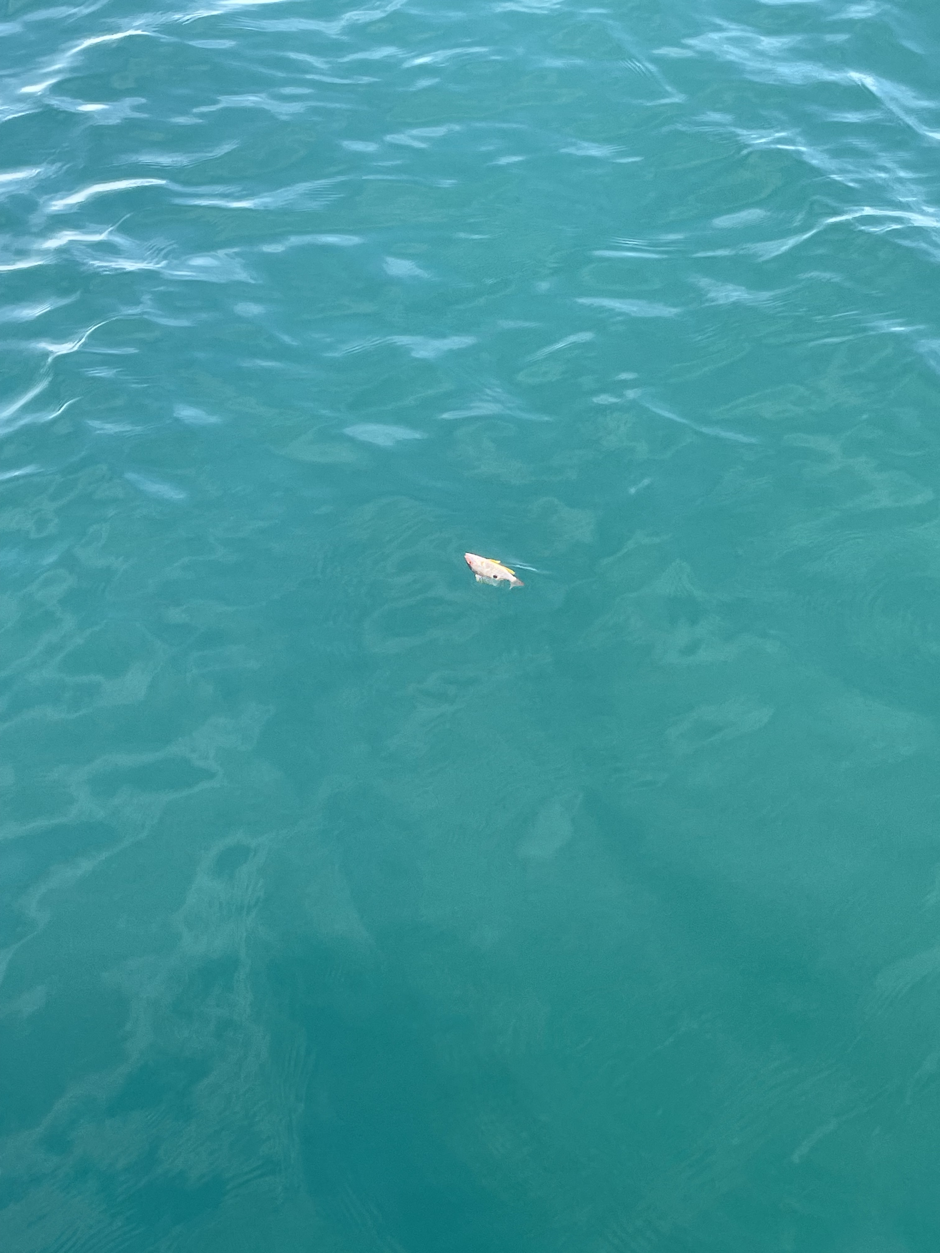 Baby Lane Snapper – Captain Mike's Treasure Coast Fishing Adventures